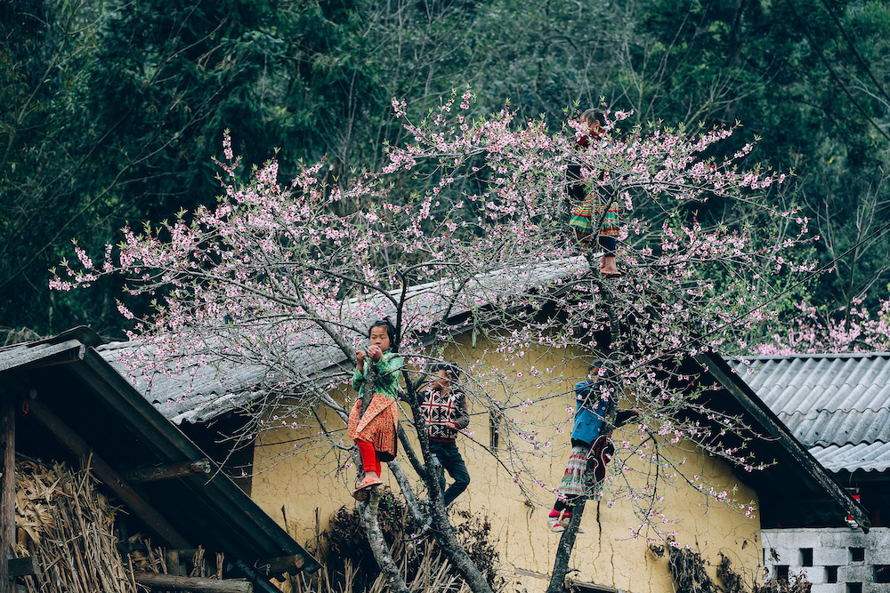 Peach blossom bloom on karst plateau - Ha Giang Highland – Rubicon Tours
